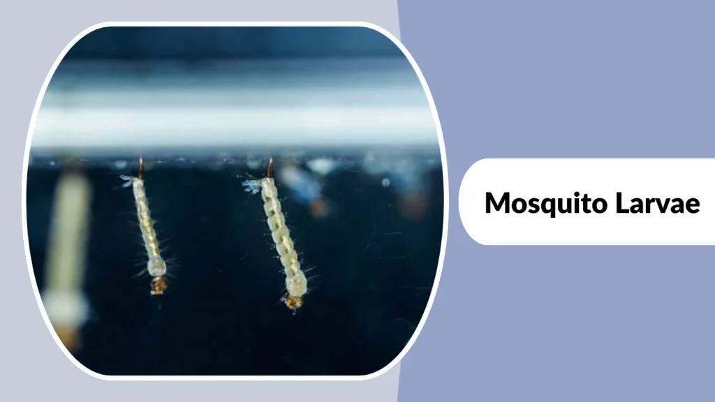 13 Types of Insect on Water: Identification with Picture