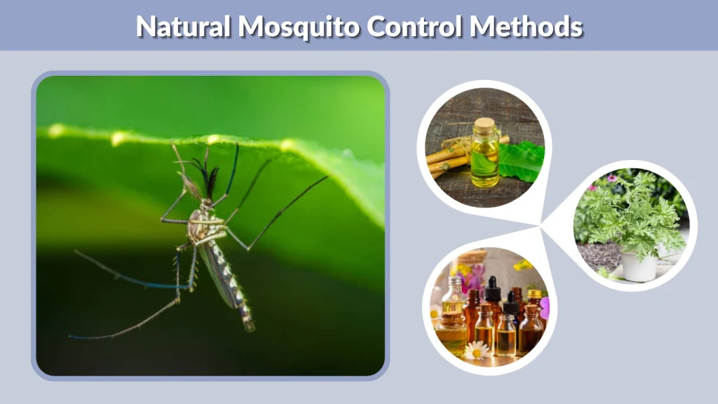 Mosquito Control: Effective Methods, Prevention Tips & Best Solutions