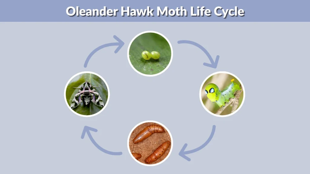 Oleander Hawk Moth: Identification, Habitat, Life Cycle & Facts