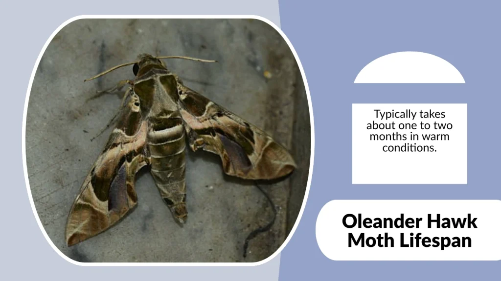 Oleander Hawk Moth: Identification, Habitat, Life Cycle & Facts