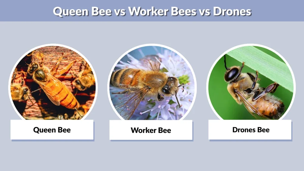 Queen Bee: Role, Life Cycle, Lifespan & Interesting Facts