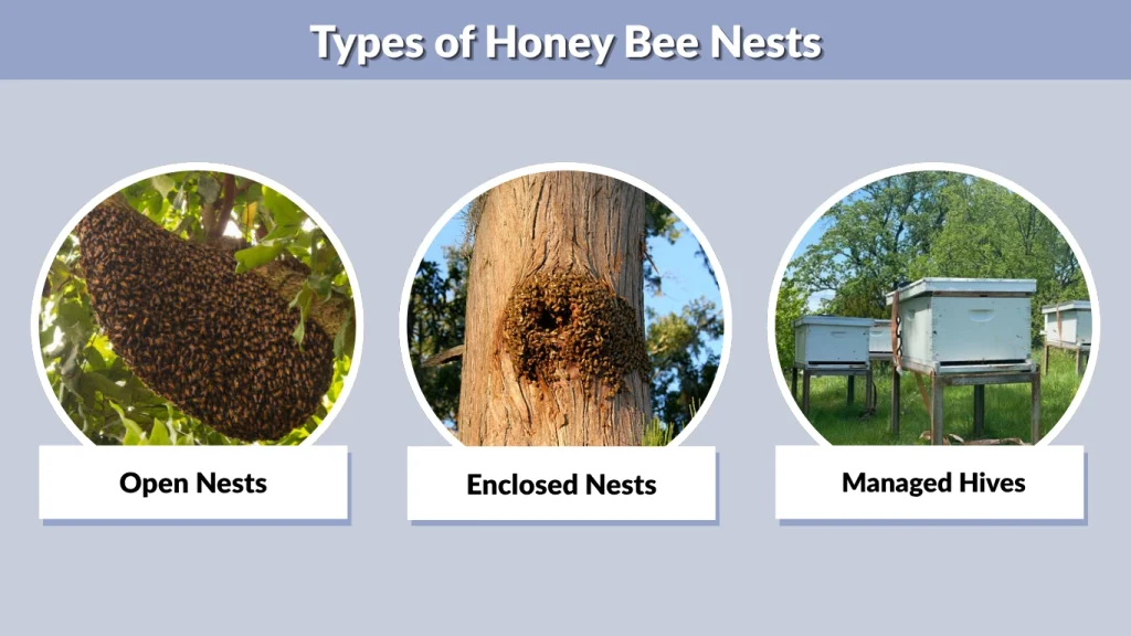 Honey Bee Nest: Structure, Types and Interesting Facts