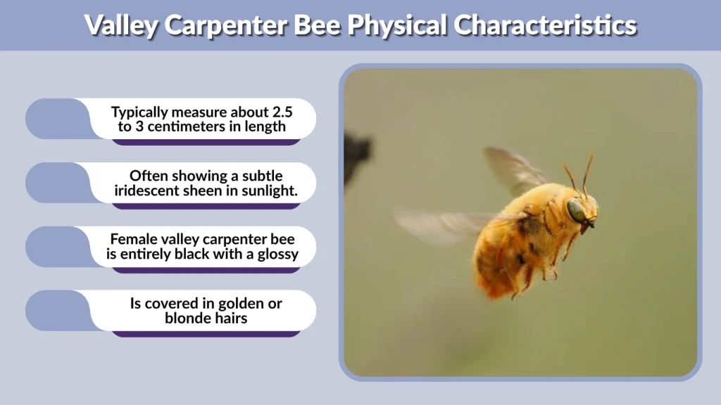 Valley Carpenter Bee: Habitat, Nesting, Lifecycle & Facts