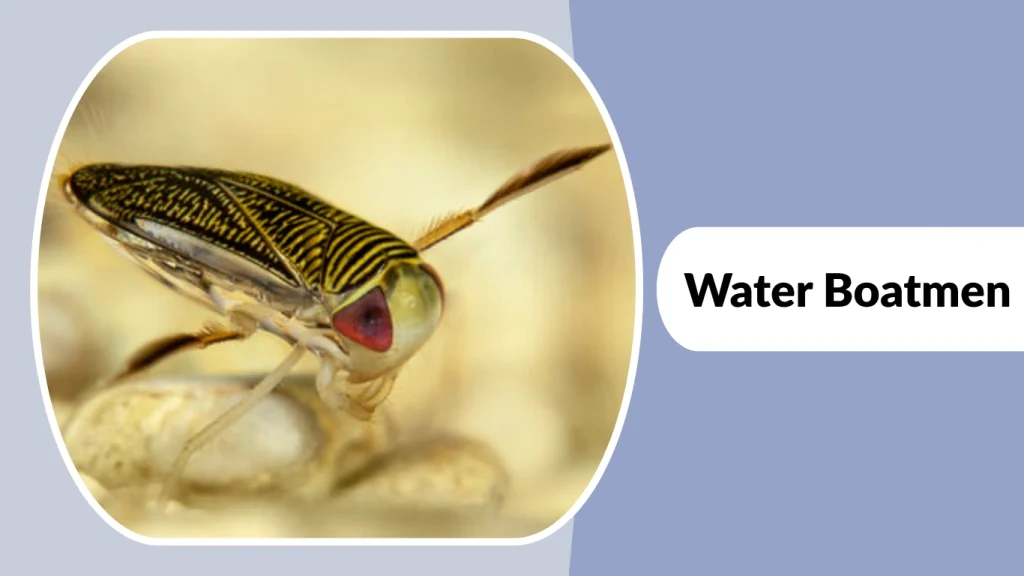 13 Types of Insect on Water: Identification with Picture