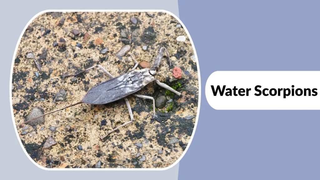 13 Types of Insect on Water: Identification with Picture