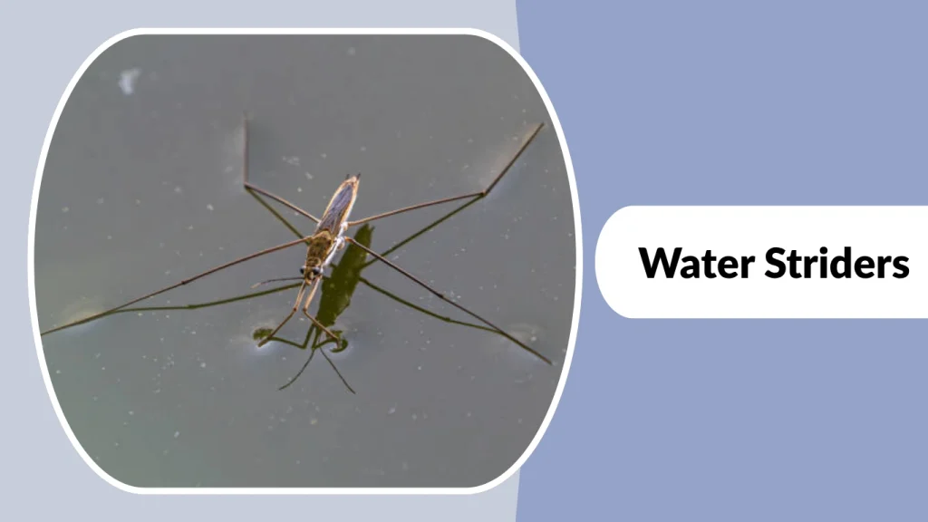 13 Types of Insect on Water: Identification with Picture