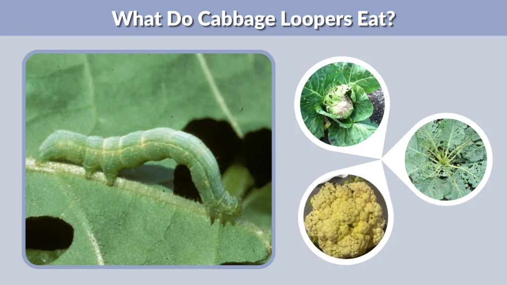 Cabbage Looper: Identification, Life Cycle, Damage & Control Guide