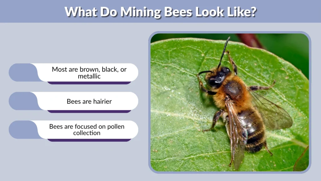 Mining Bees: Identification, Behavior, Benefits & Control Guide