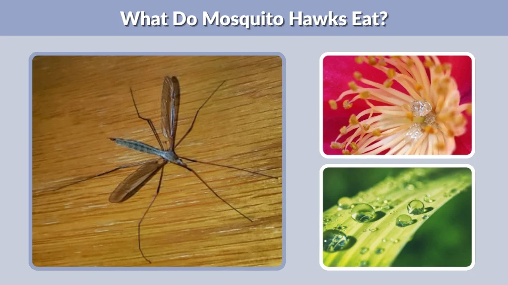 Mosquito Hawk: Identification, Behavior & Are They Dangerous?