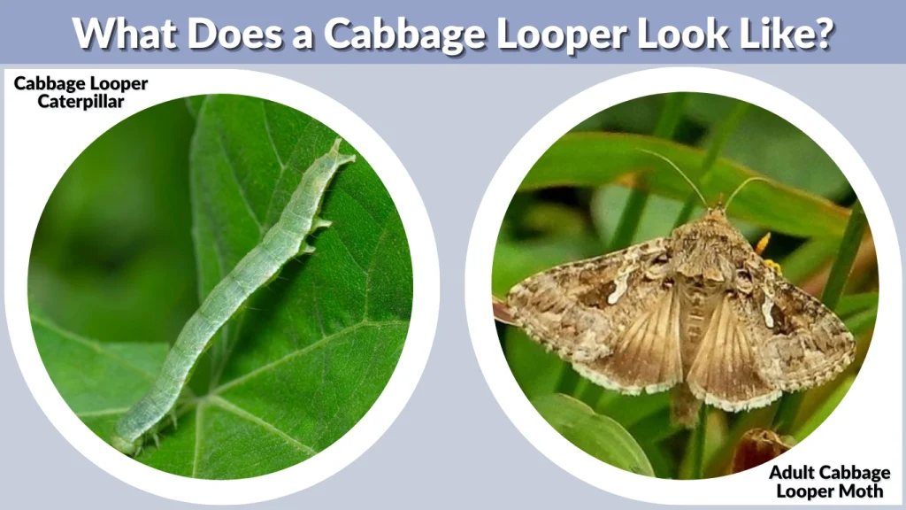 Cabbage Looper: Identification, Life Cycle, Damage & Control Guide