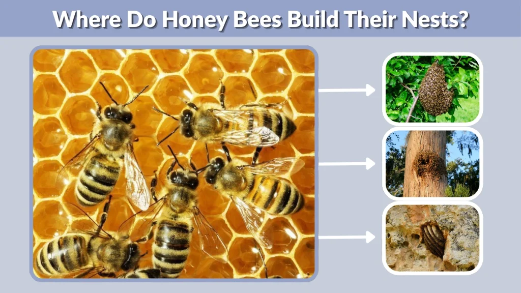 Honey Bee Nest: Structure, Types and Interesting Facts