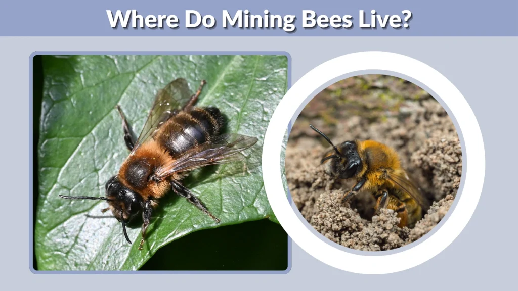 Mining Bees: Identification, Behavior, Benefits & Control Guide