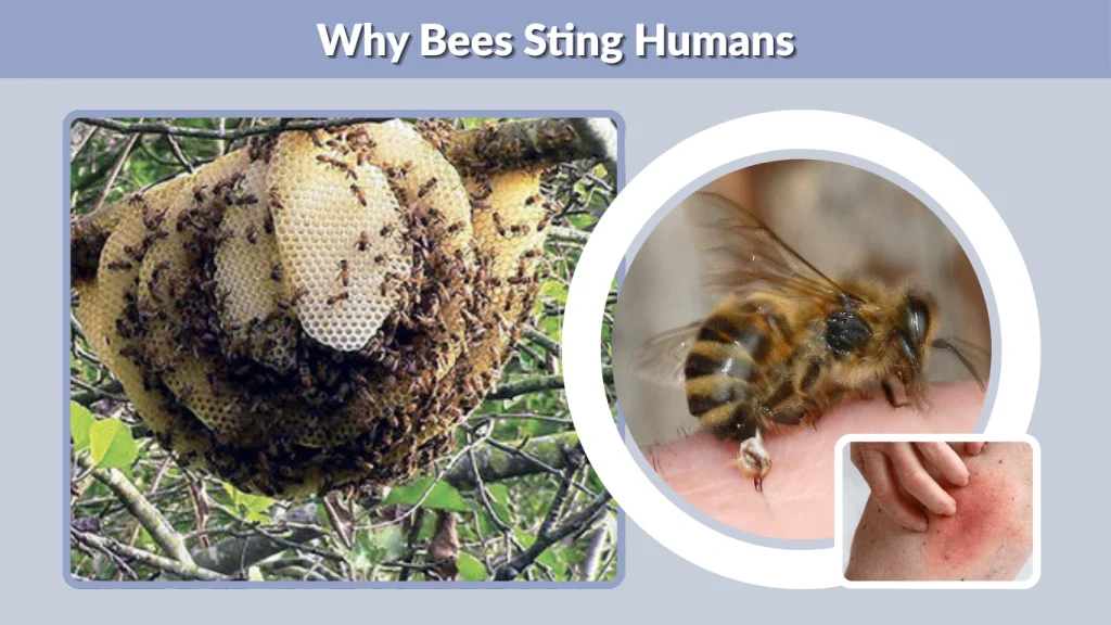 Do All Bees Die After Stinging? Facts You Should Know