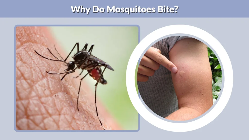 Mosquito: Identification, Life Cycle, Diseases & Prevention Guide