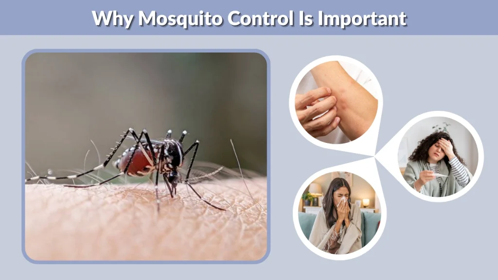 Mosquito Control: Effective Methods, Prevention Tips & Best Solutions