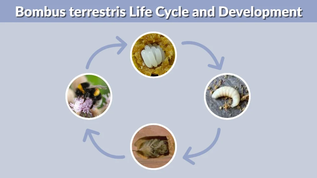 Bombus terrestris: Habitat, Life Cycle and Pollination Role