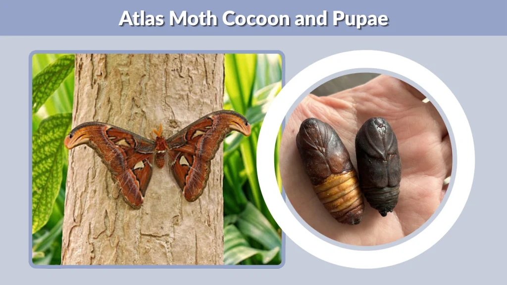 Atlas Moth: Habitat, Size, Life Cycle, Lifespan and Facts