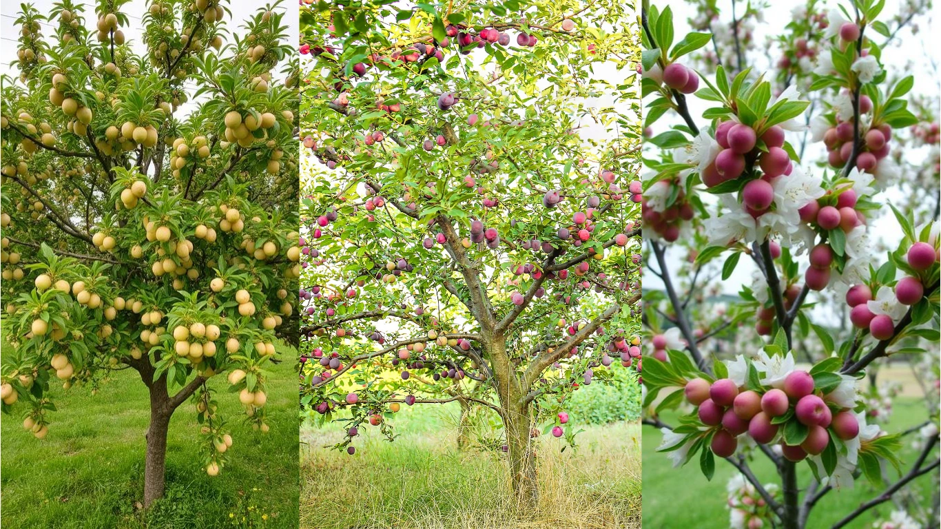 14 Types of Plum Trees: Identification & Growing Tips