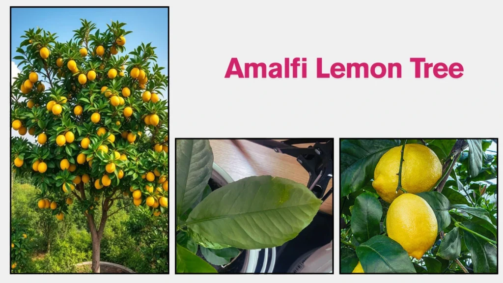 20 Different Types of Lemon Trees You Can Grow Easily.