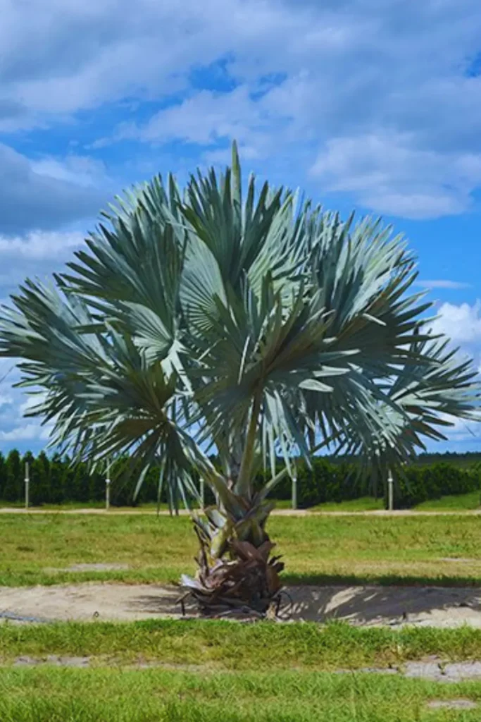 10 Types of Palm Trees in Florida (ID With Picture)