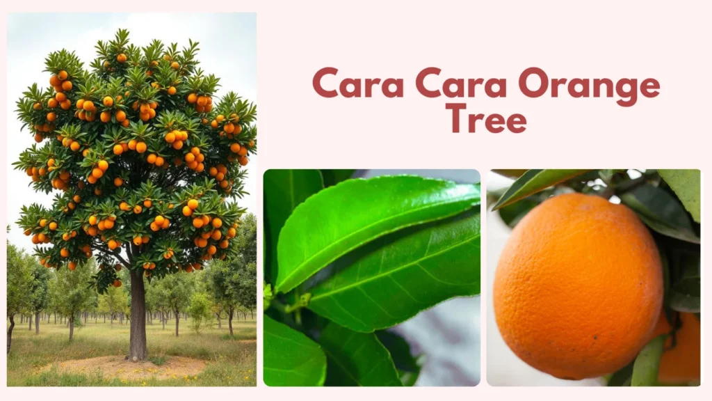 13 Types of Orange Trees: Identification with Images and Harvest Time