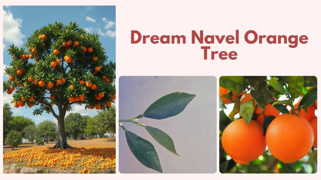 13 Types of Orange Trees: Identification with Images and Harvest Time