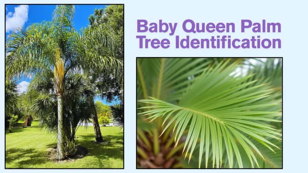 Queen Palm Trees Identification with Images