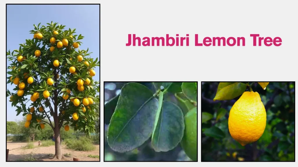 20 Different Types of Lemon Trees You Can Grow Easily.
