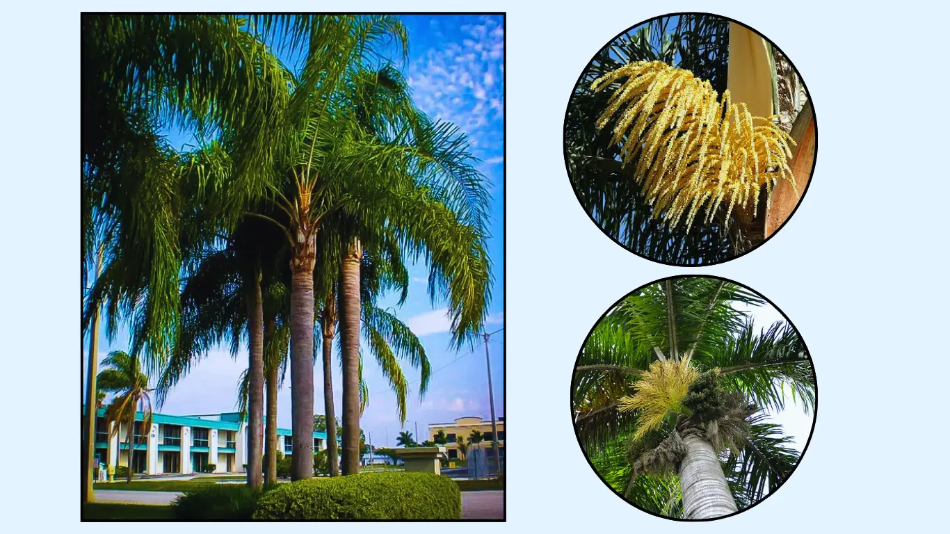 Queen Palm Trees Identification with Images