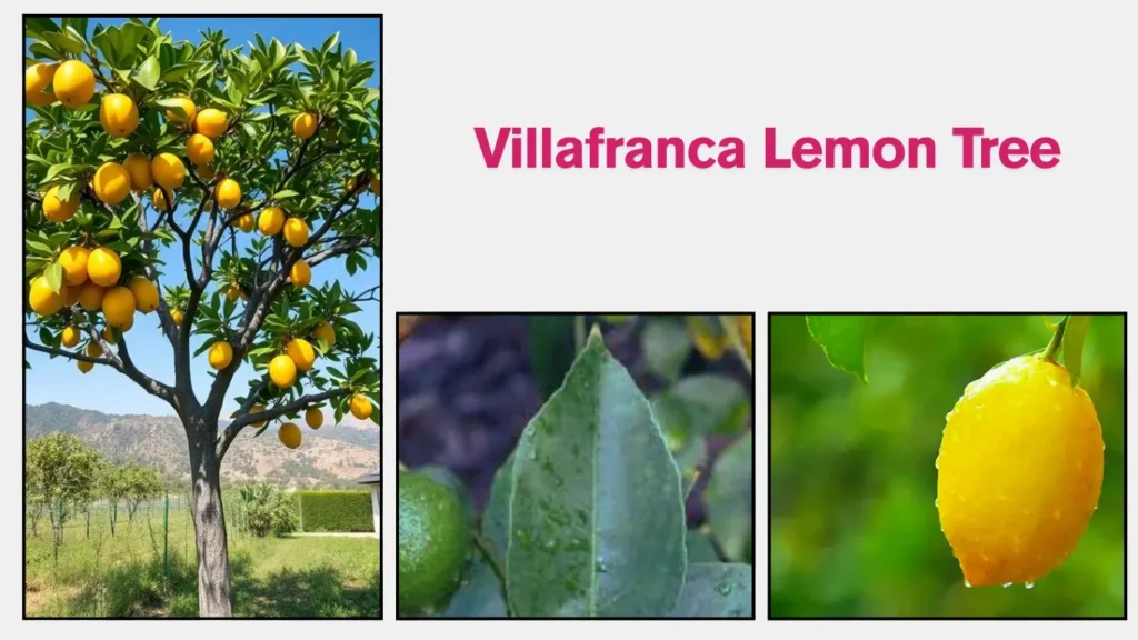 20 Different Types of Lemon Trees You Can Grow Easily.