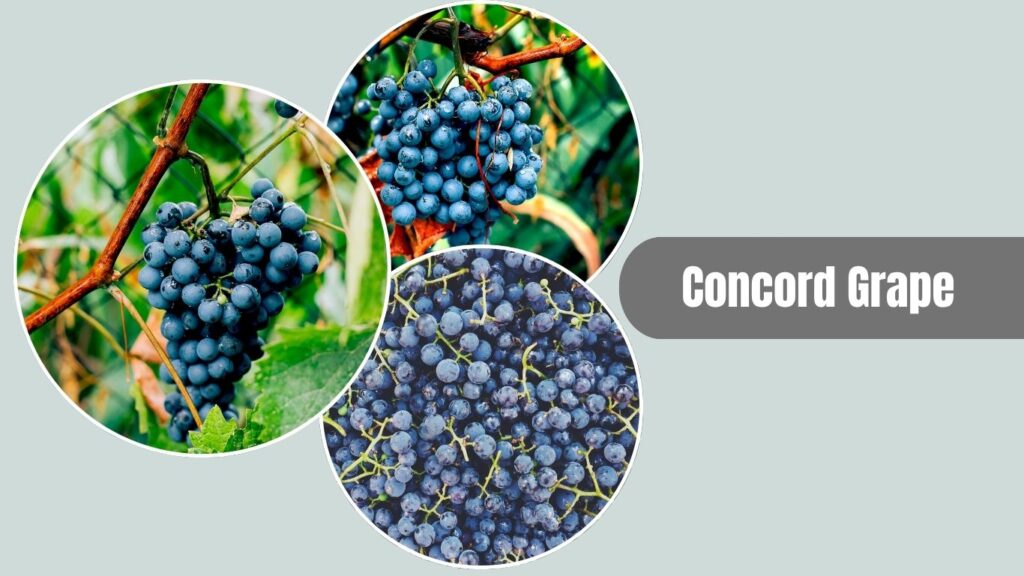25 Popular Types of Grapes: Names, Identification, and Benefits