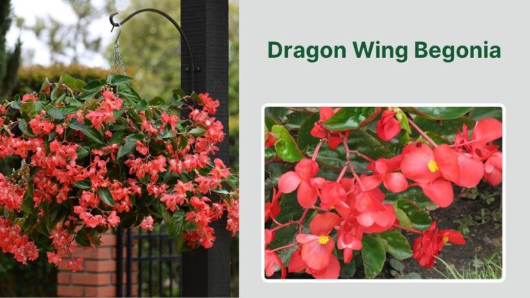25 Types of Begonia Flowers: Identification with Name and Pictures