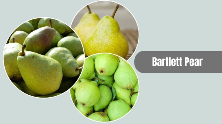 31 Popular Types of Pears: Names, Identification with Pictures