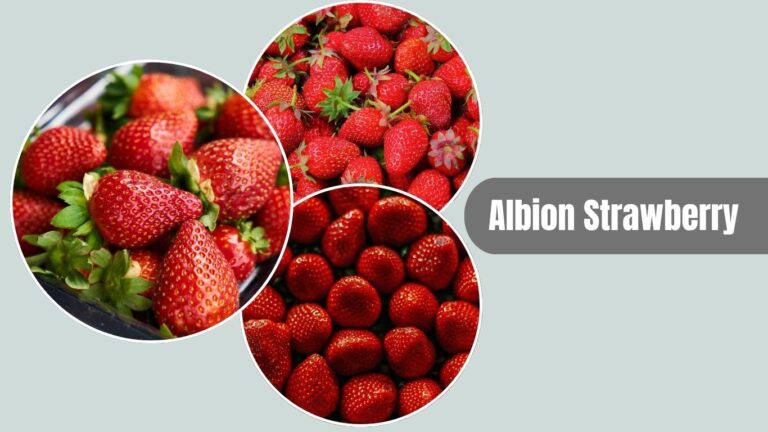 25 Types of Strawberries: Names, Identification, & Growth