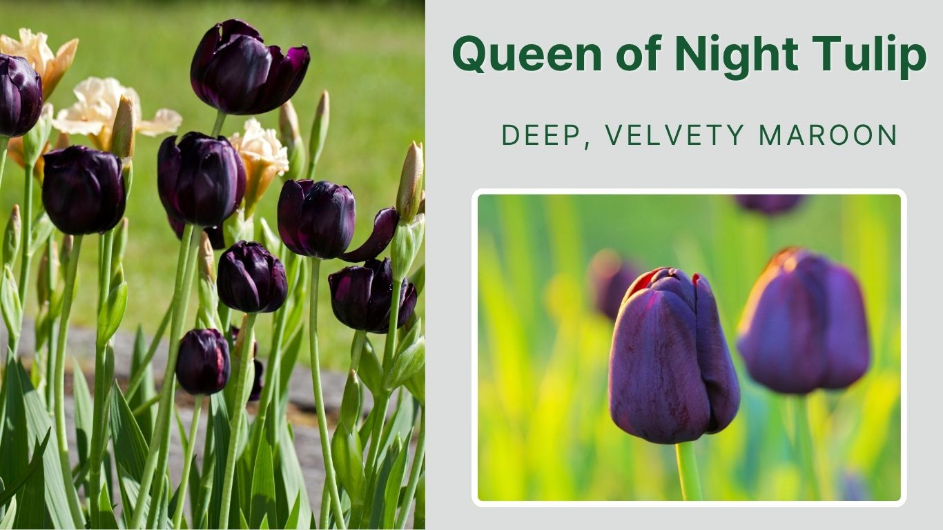 35 Types of Tulip Flowers: Identification With Pictures