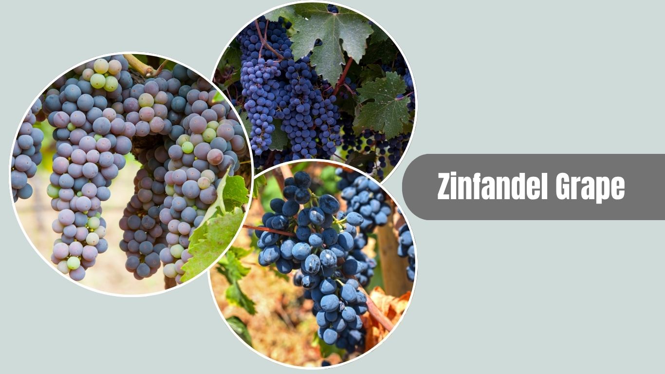 25 Popular Types of Grapes: Names, Identification, and Benefits