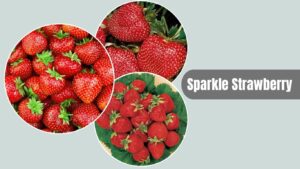 25 Types of Strawberries: Names, Identification, & Growth