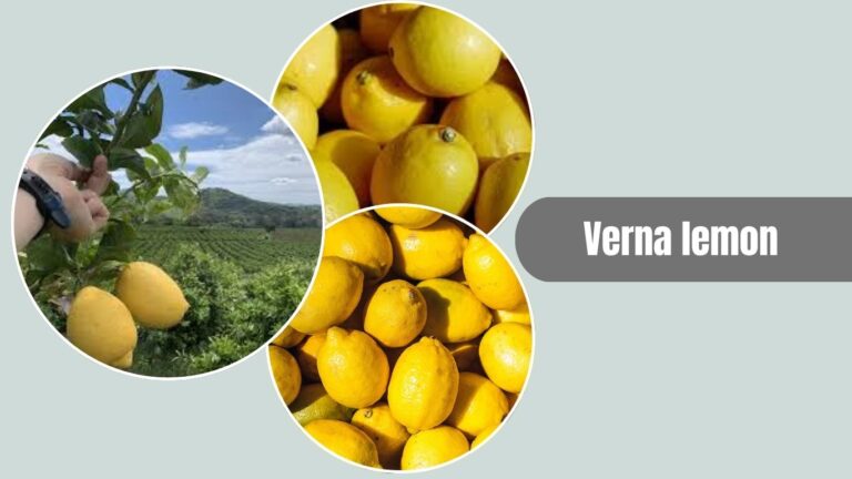 25 Types of Lemons: Names, Identification, and Growing