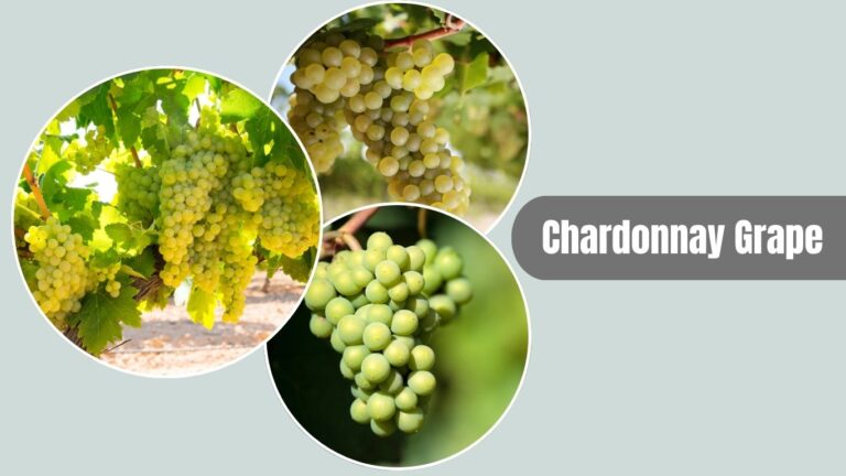 25 Popular Types of Grapes: Names, Identification, and Benefits