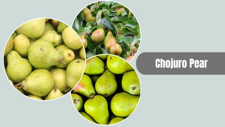 31 Popular Types of Pears: Names, Identification with Pictures