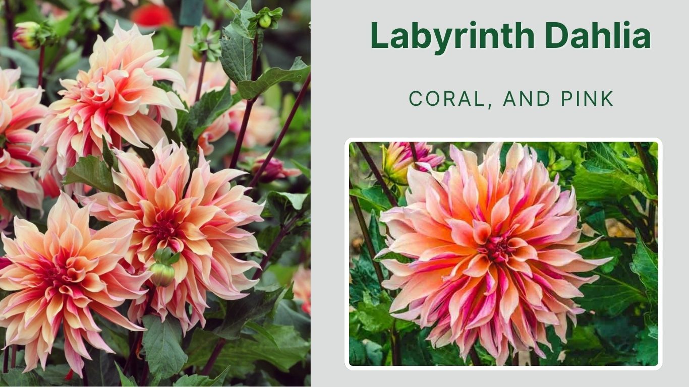 25 Types of Dahlia Flowers: Identification with Pictures