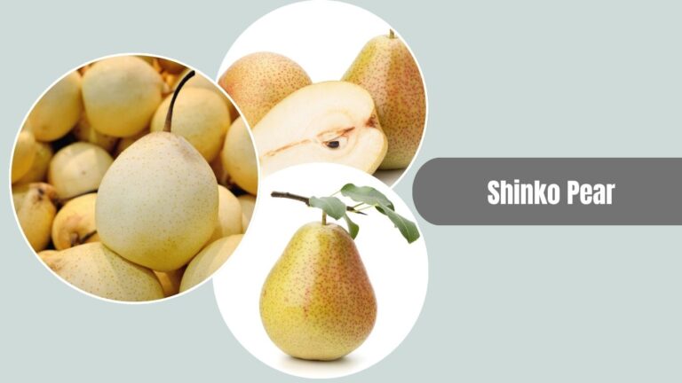 31 Popular Types of Pears: Names, Identification with Pictures
