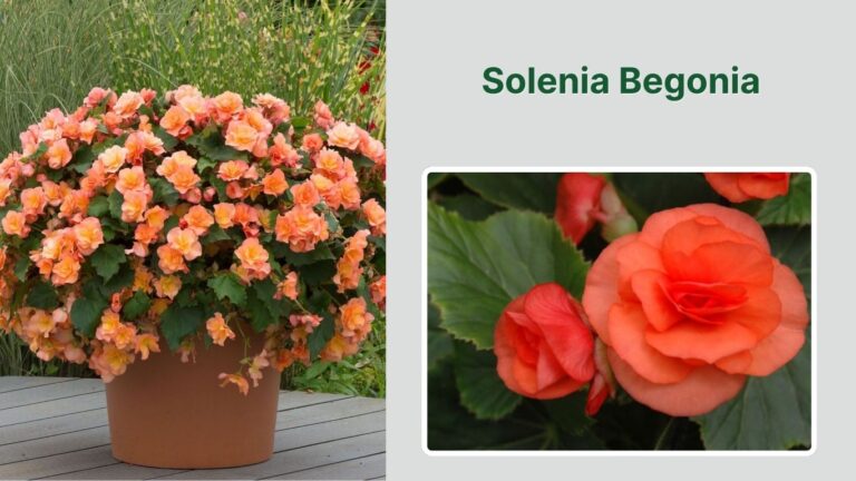 25 Types of Begonia Flowers: Identification with Name and Pictures