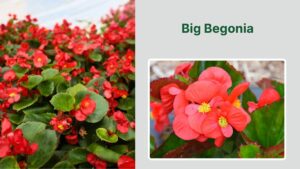 25 Types of Begonia Flowers: Identification with Name and Pictures