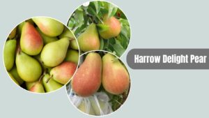 31 Popular Types of Pears: Names, Identification with Pictures