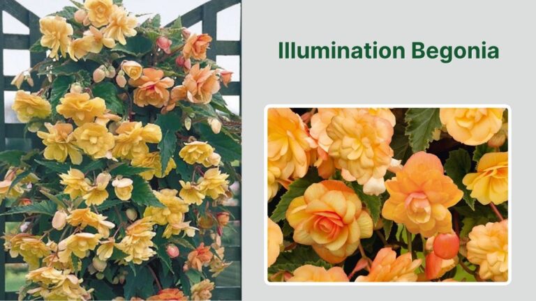 25 Types of Begonia Flowers: Identification with Name and Pictures