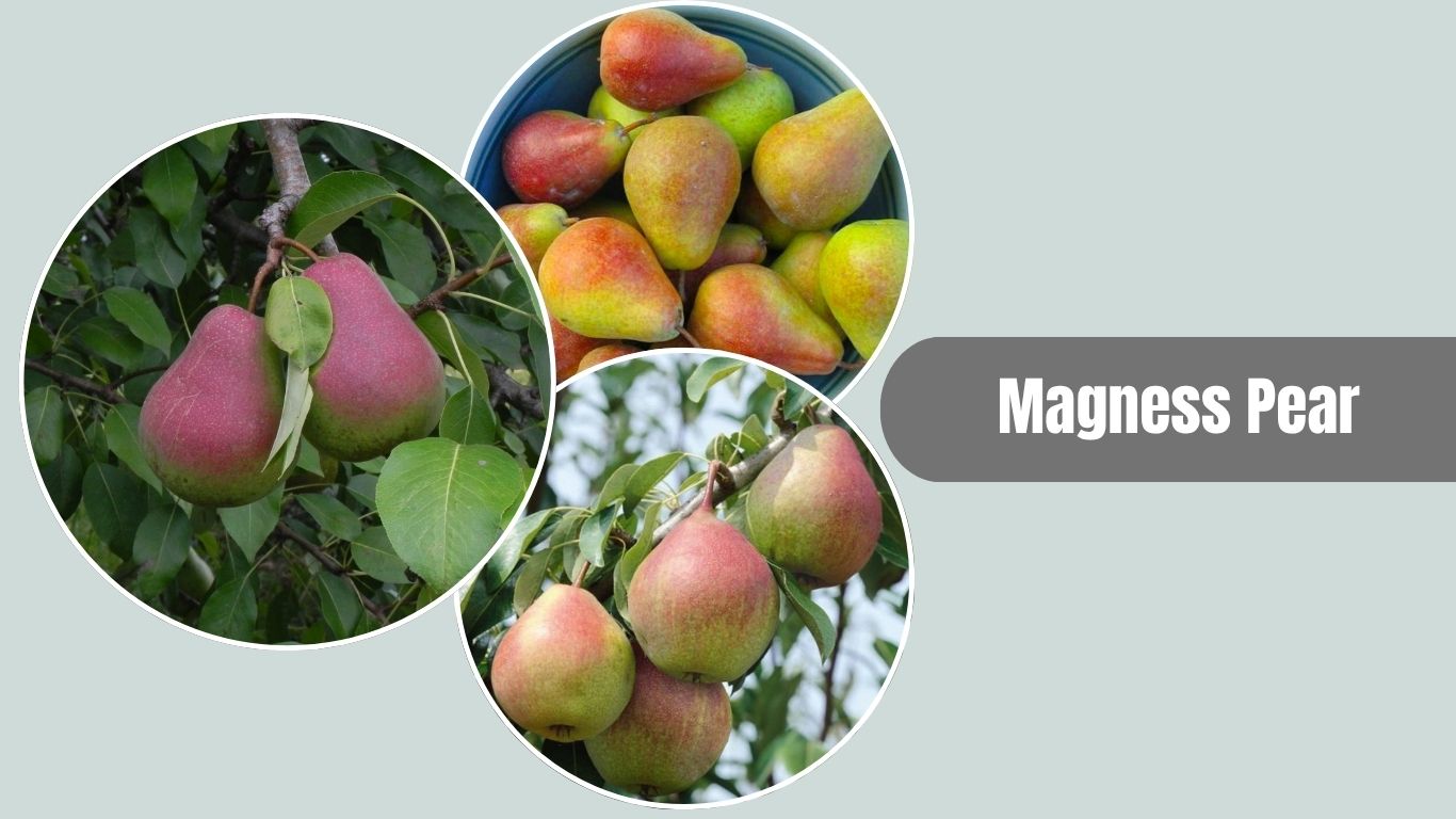 31 Popular Types of Pears: Names, Identification with Pictures