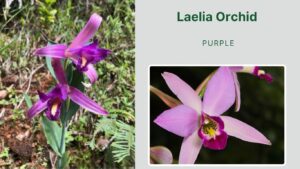 25 Types of Orchid Flowers: Identification with Pictures