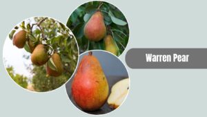 31 Popular Types of Pears: Names, Identification with Pictures