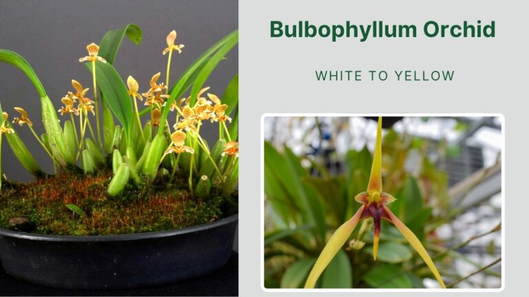 25 Types of Orchid Flowers: Identification with Pictures